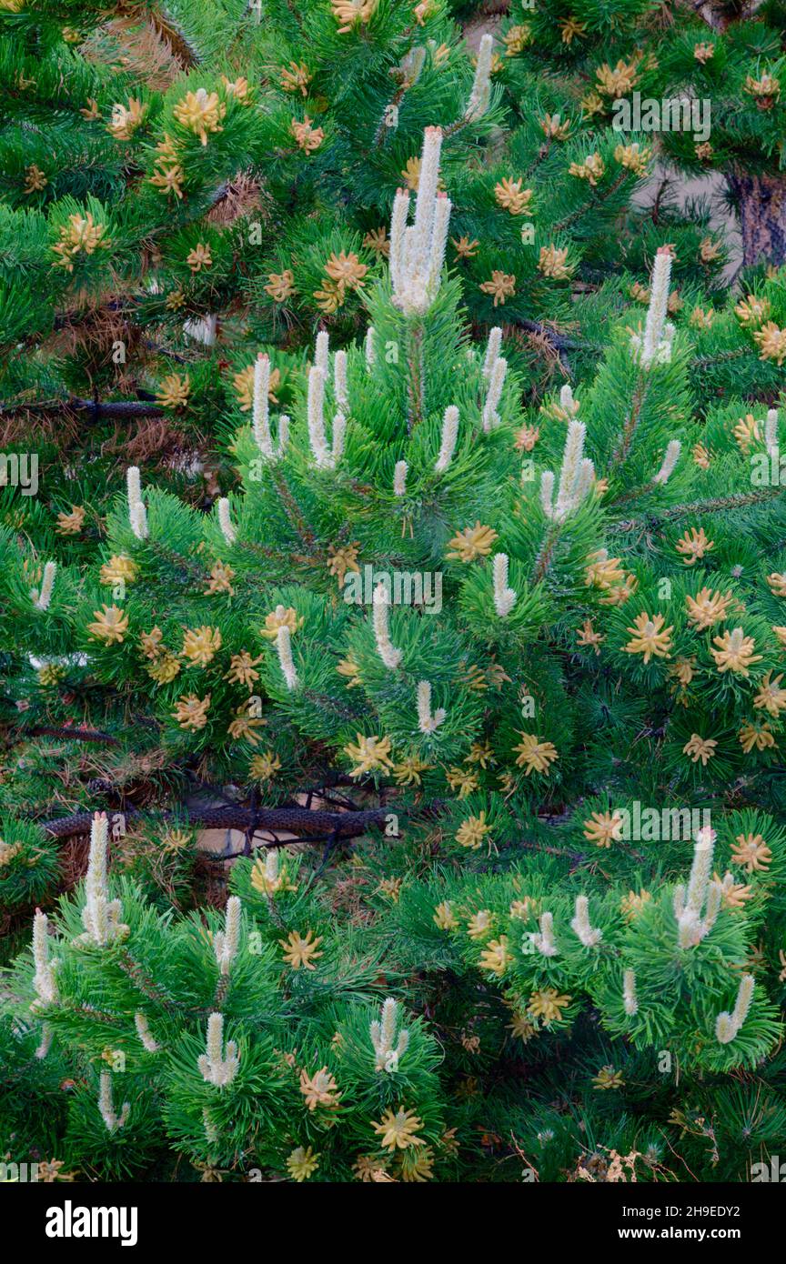 Pine tree flower hi-res stock photography and images - Alamy
