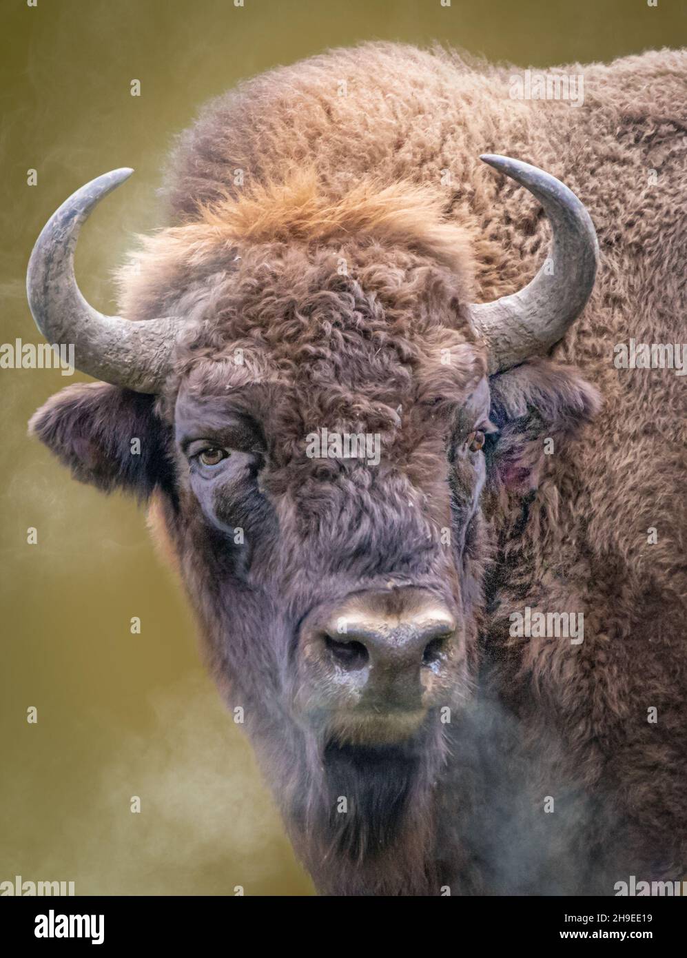 a wild bison on a cold day with steam breath Stock Photo - Alamy