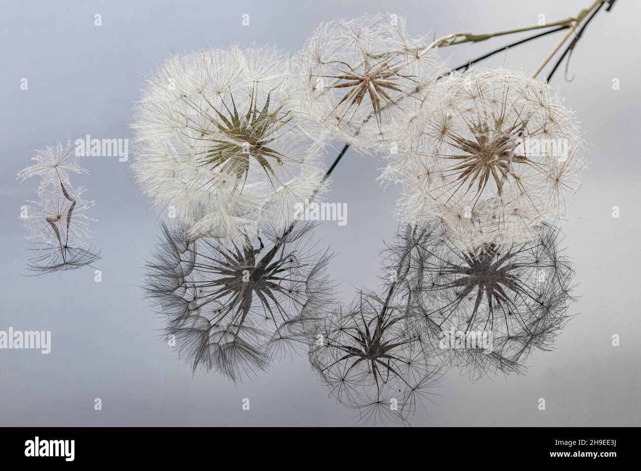 Vegetable seed heads hi-res stock photography and images - Alamy