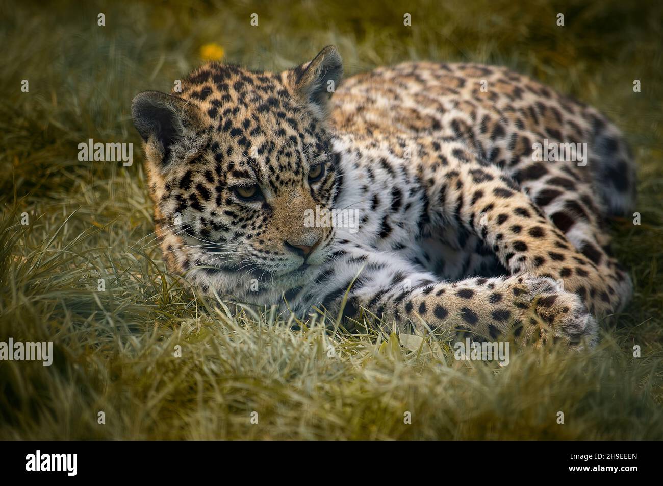 Baby leopard hi-res stock photography and images - Alamy