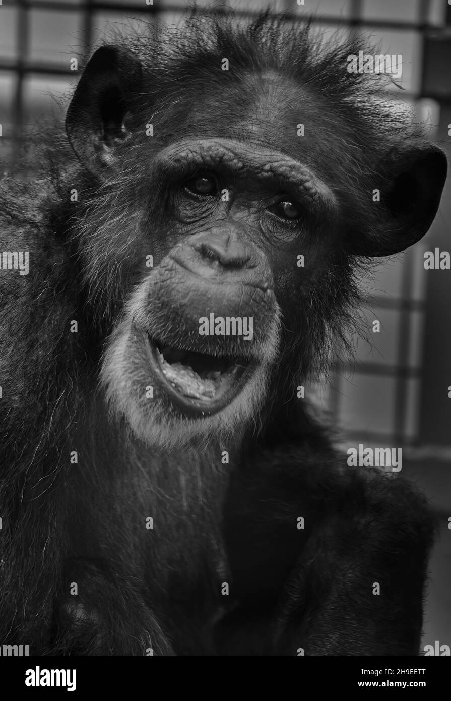 Monochrome image of a chimpanzee Stock Photo - Alamy