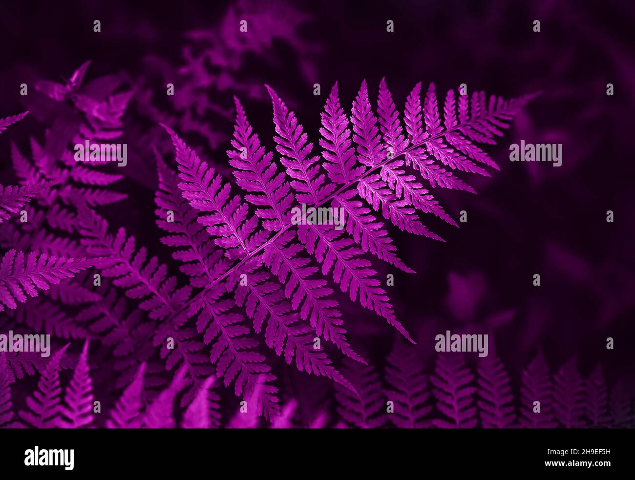 Perfect natural fern leaves background toned violet purple Stock Photo ...