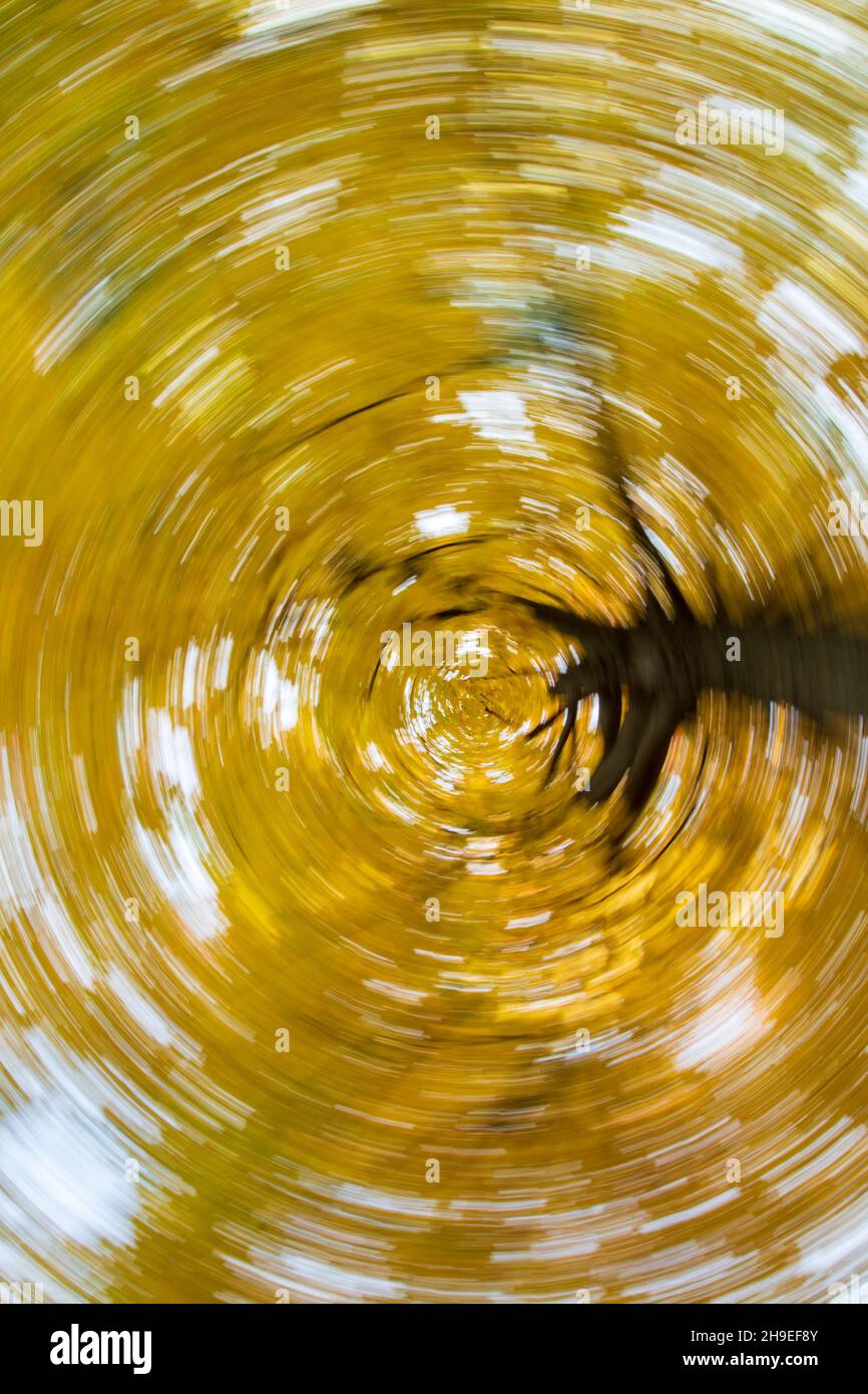 Abstract of Tree in Autumn-In Camera Effect Stock Photo - Alamy