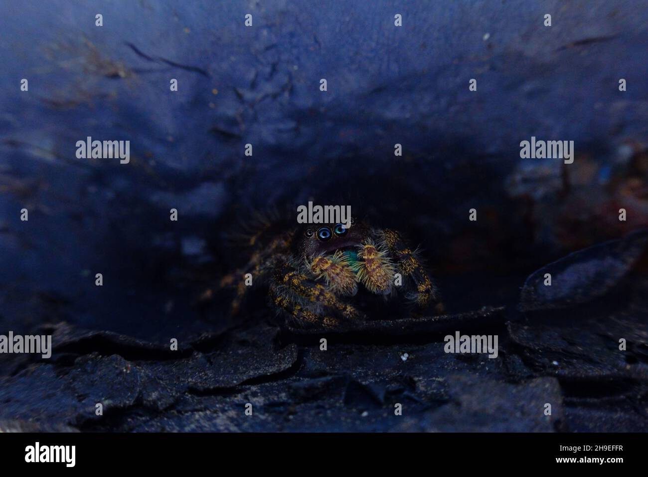 Super macro close up jumping spider hiding in the dark Stock Photo - Alamy