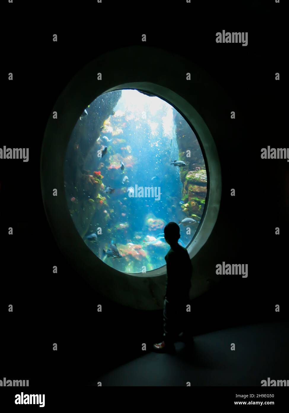 Window into Sea Life at the Steinhart Aquarium, California Academy of ...