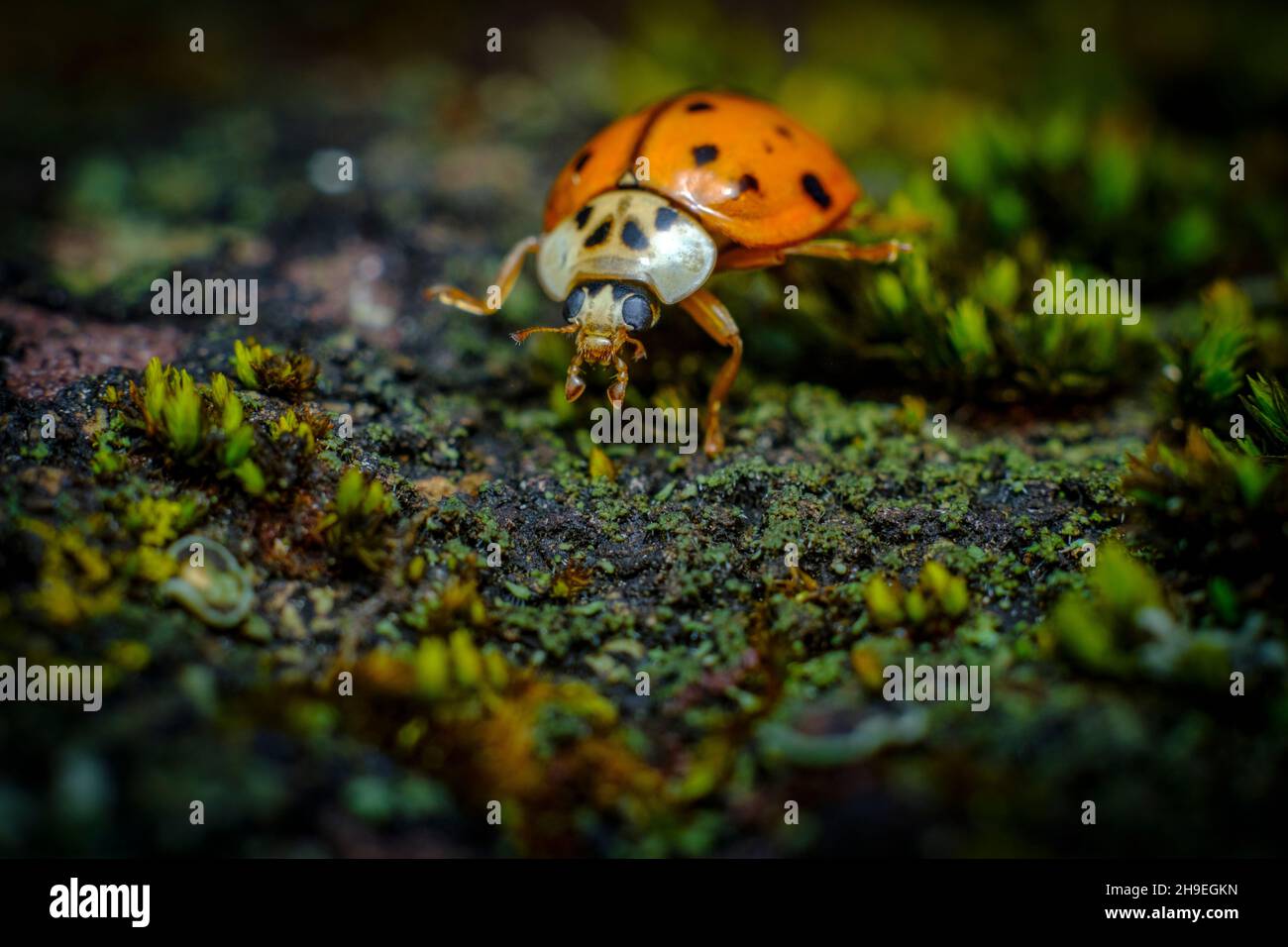 Lady bug on forest floor hi-res stock photography and images - Alamy