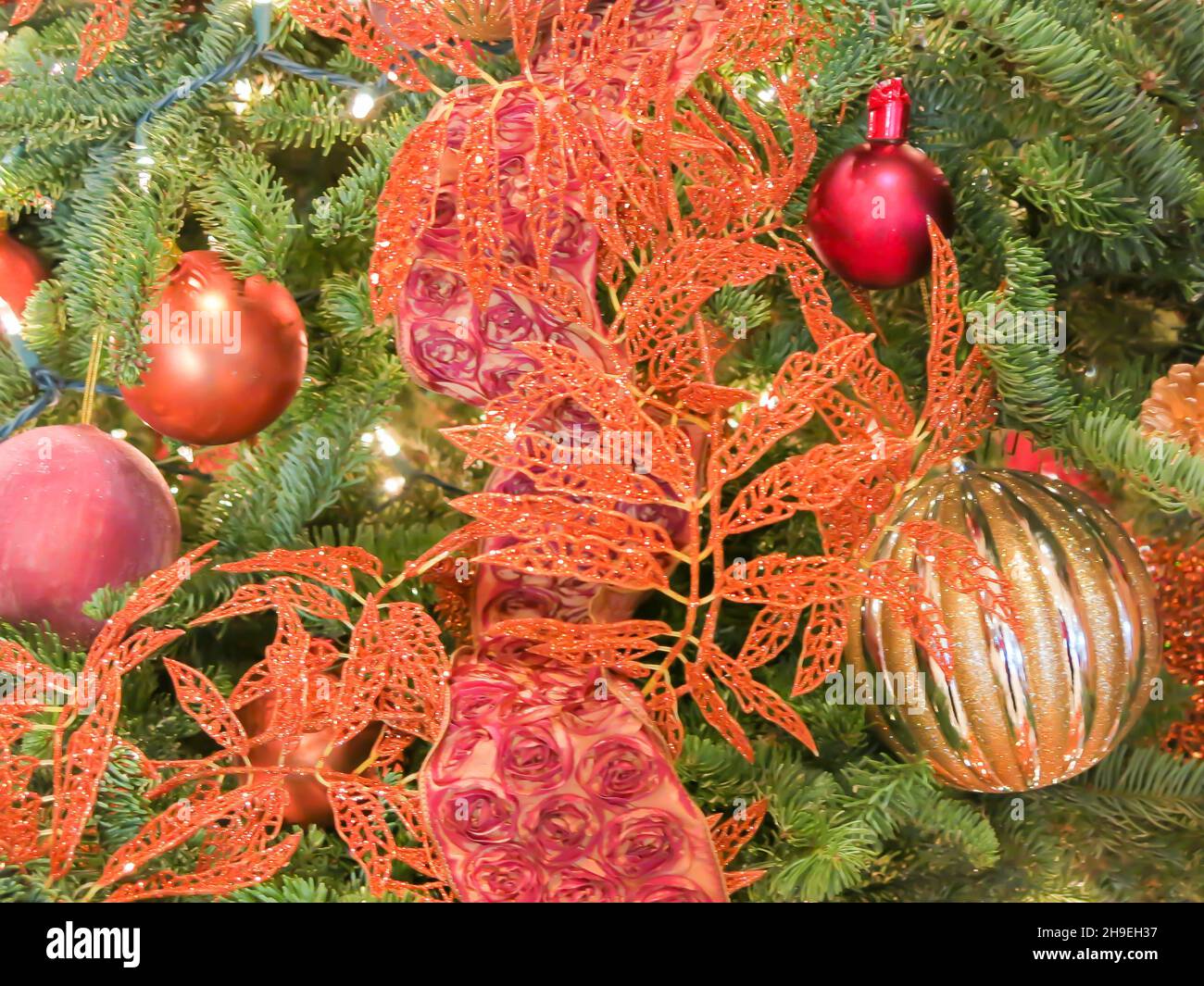 Christmas tree coral hi-res stock photography and images - Alamy