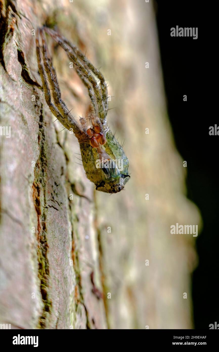Macro wolf spider molting and shedding their exoskeleton Stock Photo ...