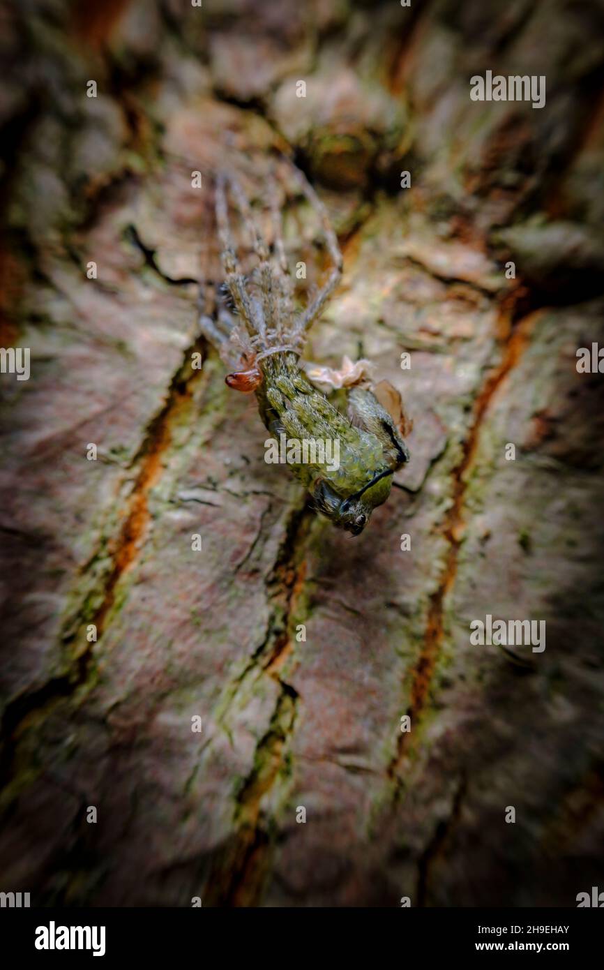 Macro wolf spider molting and shedding their exoskeleton Stock Photo ...