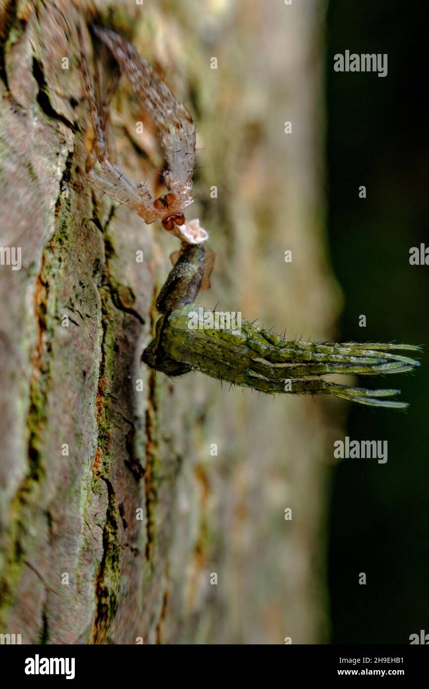 Macro wolf spider molting and shedding their exoskeleton Stock Photo ...