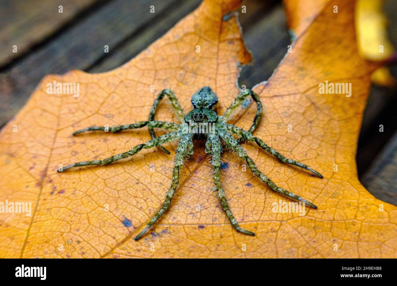 Macro wolf spider resting legs after fresh moult Stock Photo - Alamy