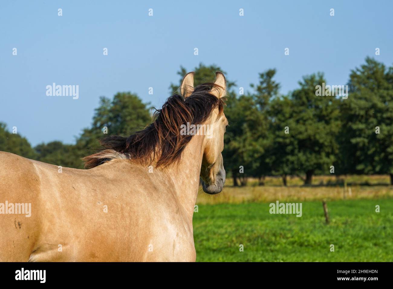 Close-up shot of beautiful Kwpn horse Dutch, field stallion, 1.5 years ...