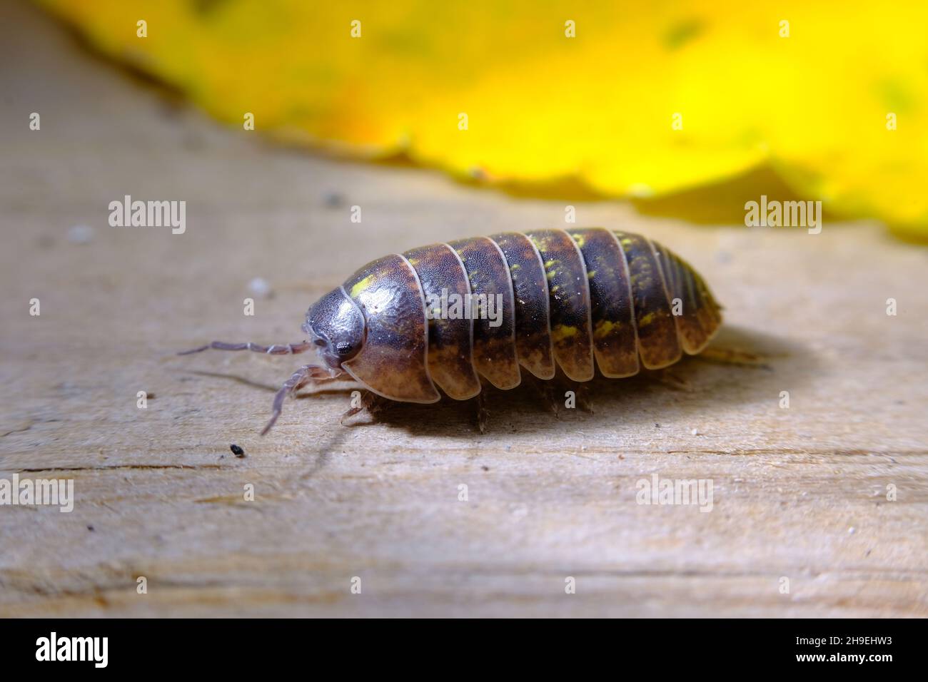 Purple Roly Poly pill bug on green rock in macro close up photo Stock ...