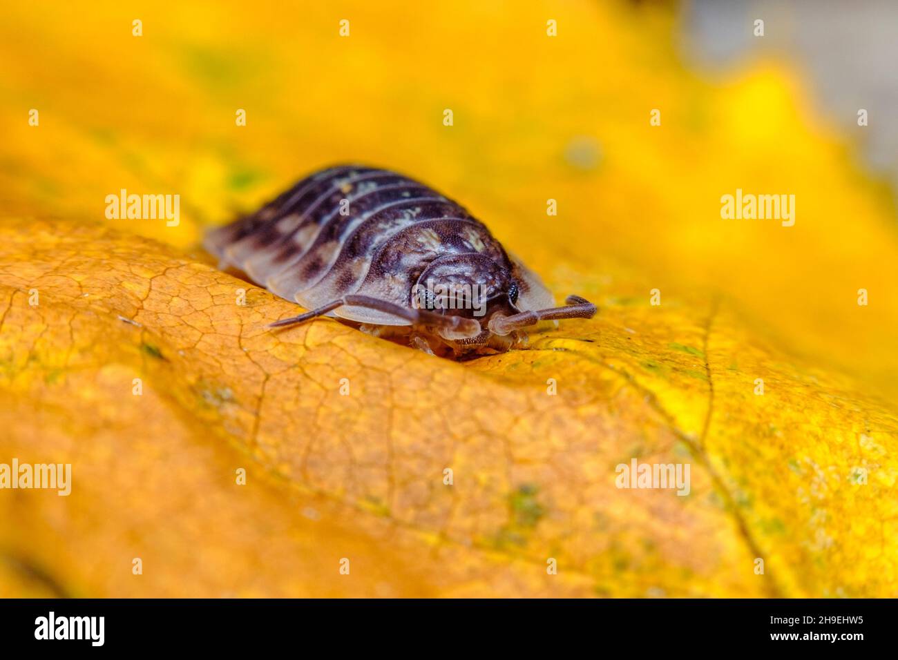 Purple Roly Poly pill bug also known as a woodlouse in natural habitat ...