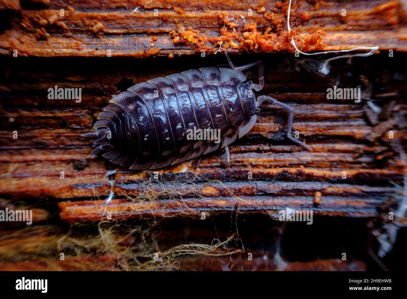 Purple Roly Poly pill bug also known as a woodlouse in natural habitat ...