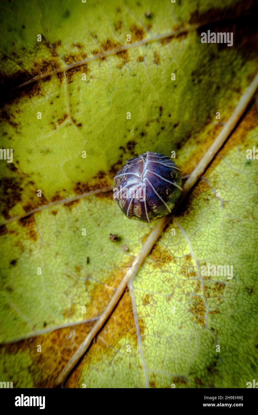 Macro purple Roly Poly pill bug rolled up in protective ball Stock ...