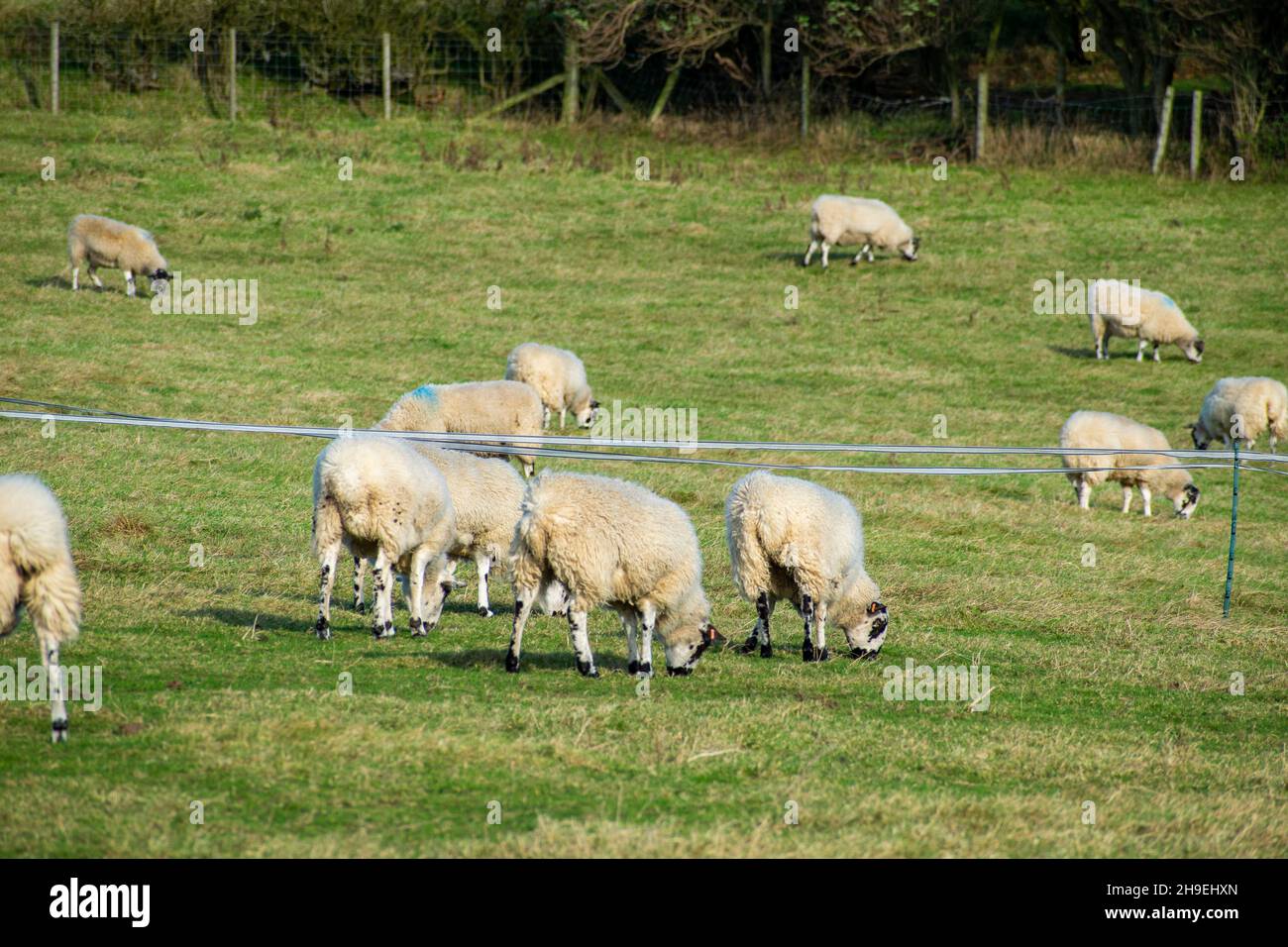 Sheep group on a green field in England Stock Photo - Alamy