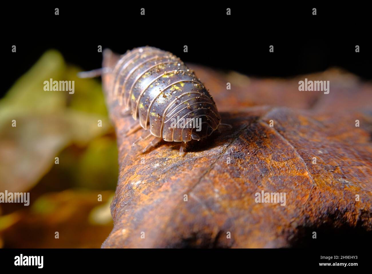 Purple Roly Poly pill bug on green rock in macro close up photo Stock ...