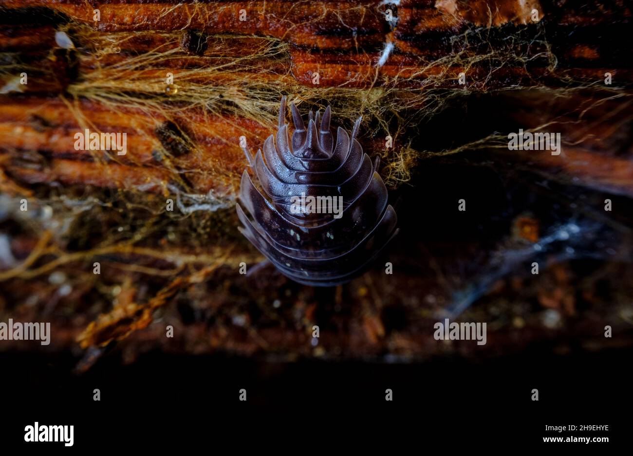 Purple Roly Poly pill bug also known as a woodlouse in natural habitat ...