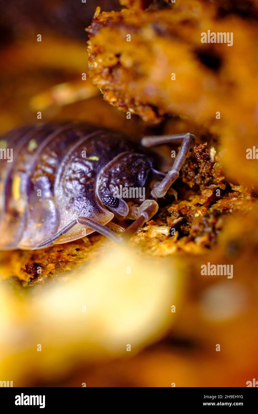 Purple Roly Poly pill bug also known as a woodlouse in natural habitat ...