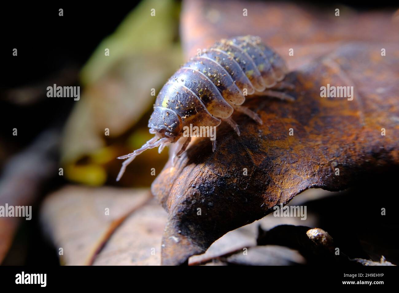 Purple Roly Poly pill bug on green rock in macro close up photo Stock ...