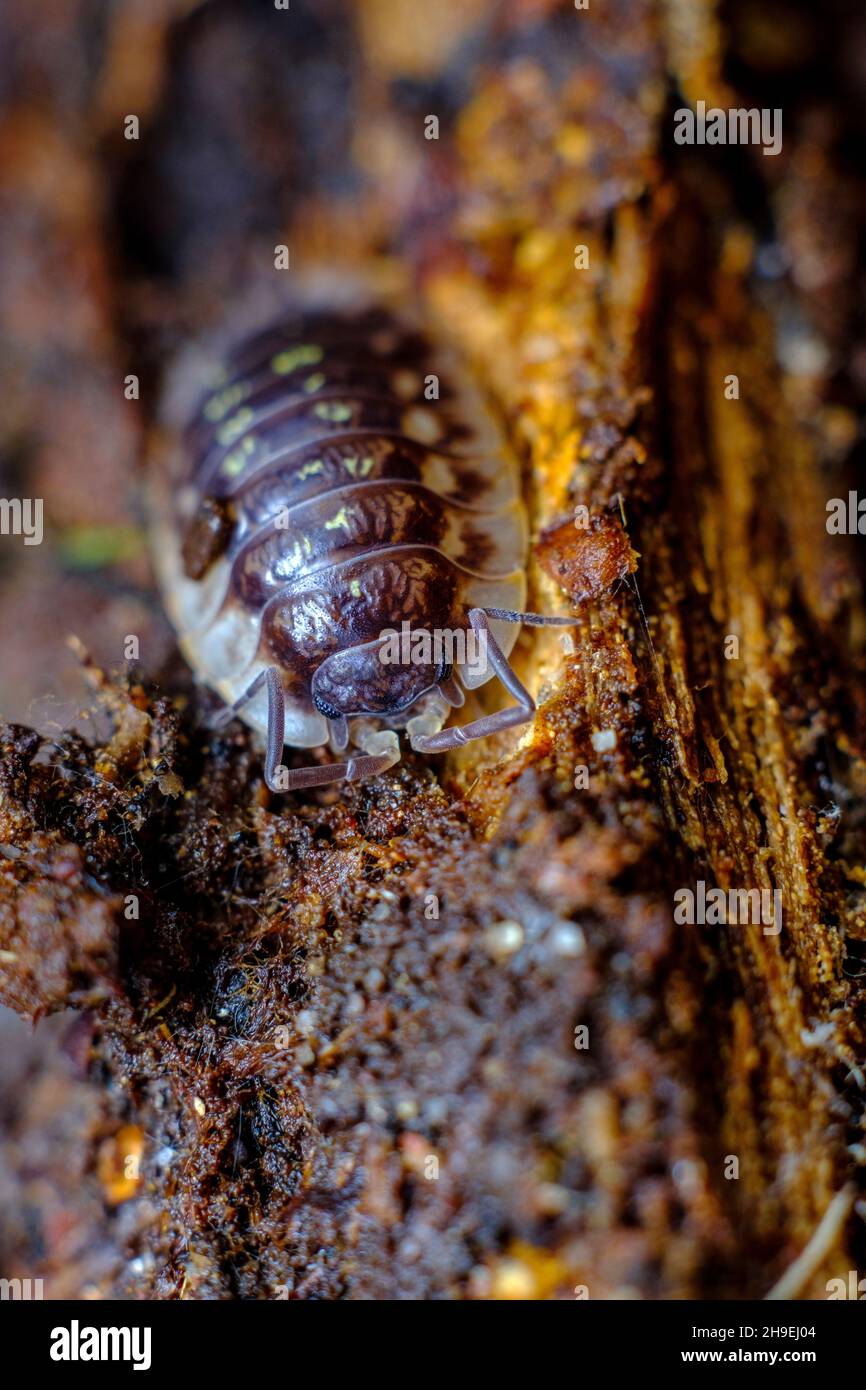 Purple Roly Poly pill bug also known as a woodlouse in natural habitat ...