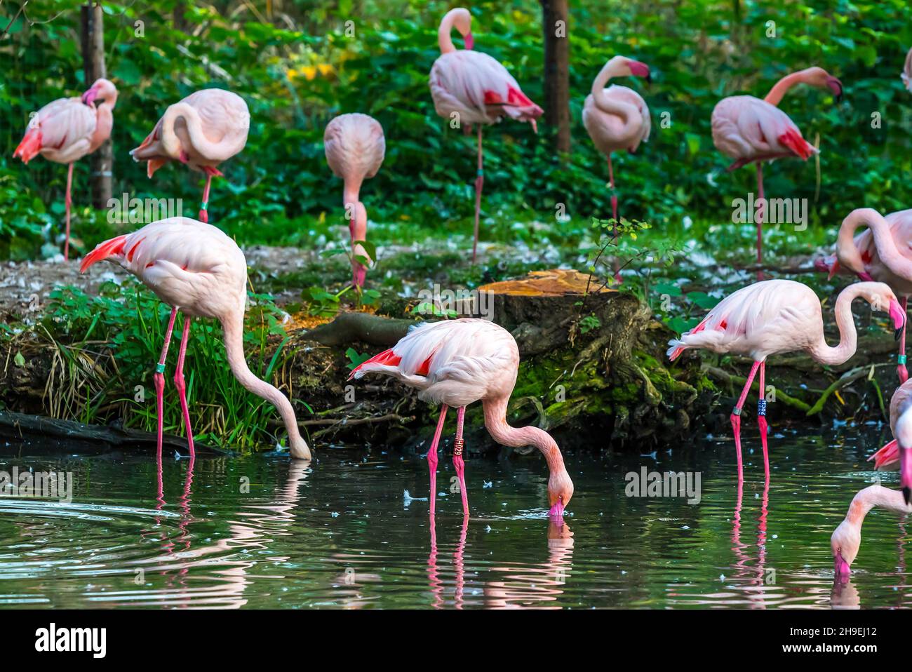 Flock of pink American flamingos (Phoenicopterus ruber) (also known as ...