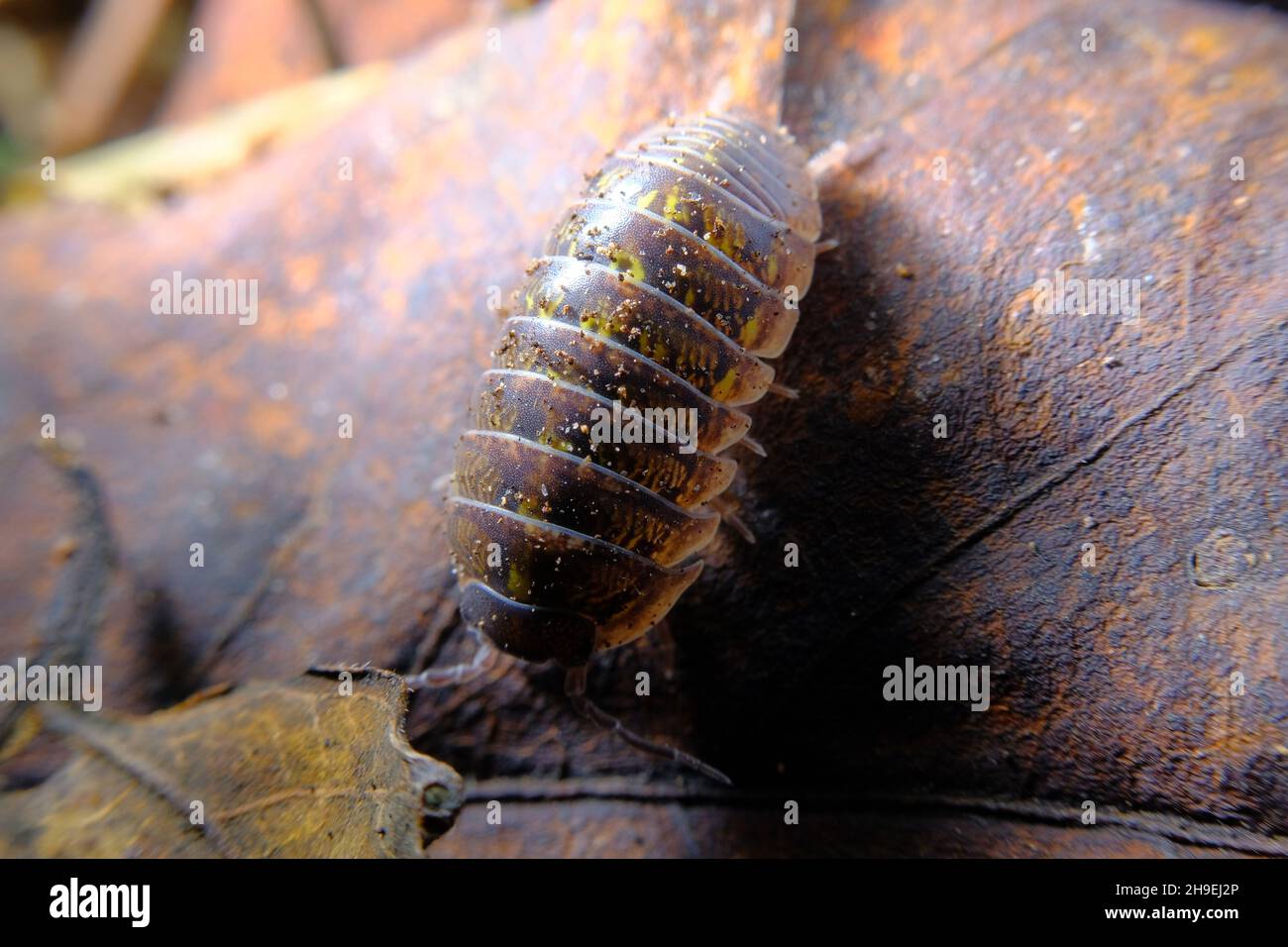 Purple Roly Poly pill bug on green rock in macro close up photo Stock ...