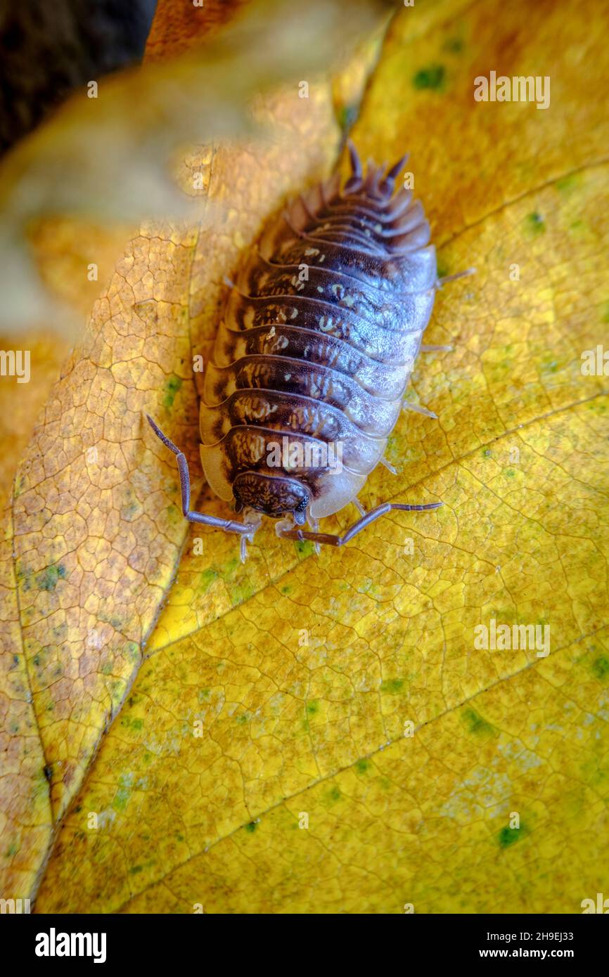 Purple Roly Poly pill bug also known as a woodlouse in natural habitat ...