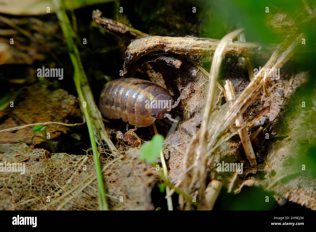 Purple Roly Poly pill bug on green rock in macro close up photo Stock ...