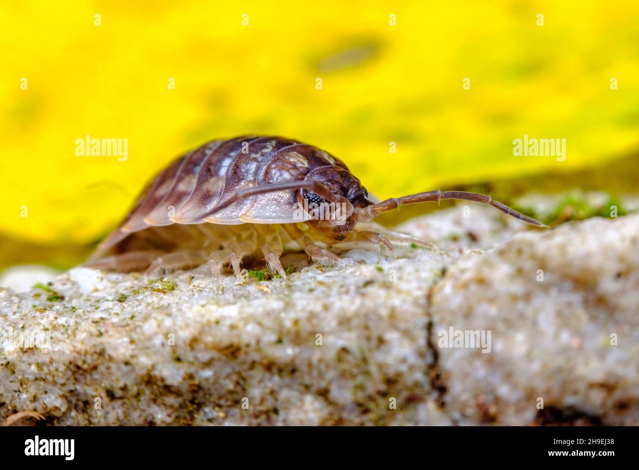 Purple Roly Poly pill bug also known as a woodlouse in natural habitat ...