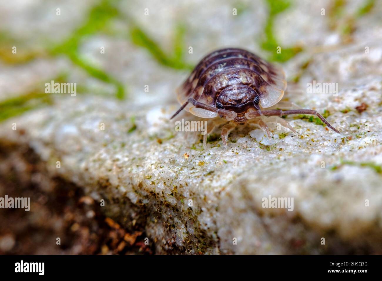 Purple Roly Poly pill bug also known as a woodlouse in natural habitat ...