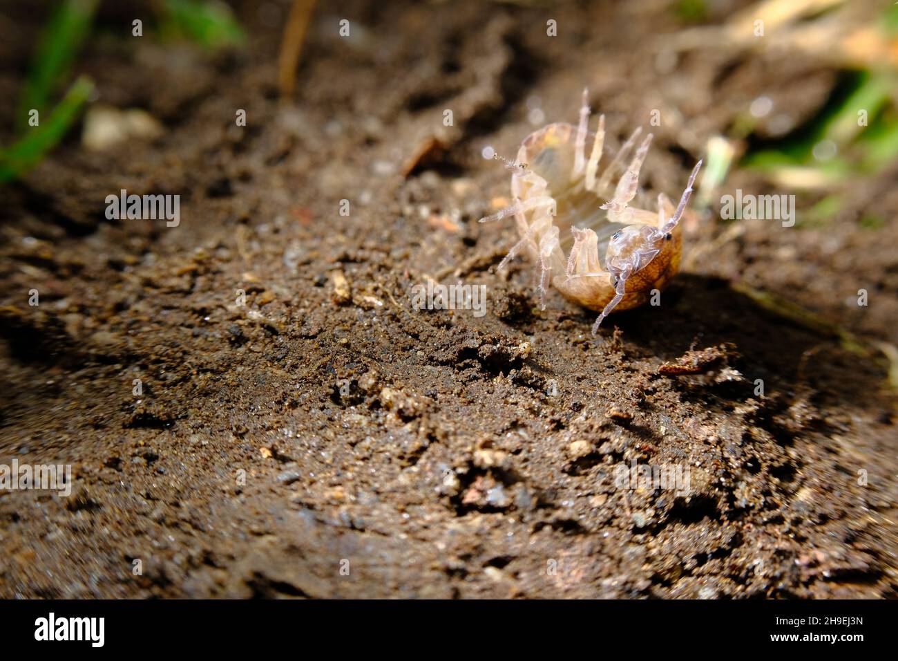 Purple Roly Poly pill bug on green rock in macro close up photo Stock ...