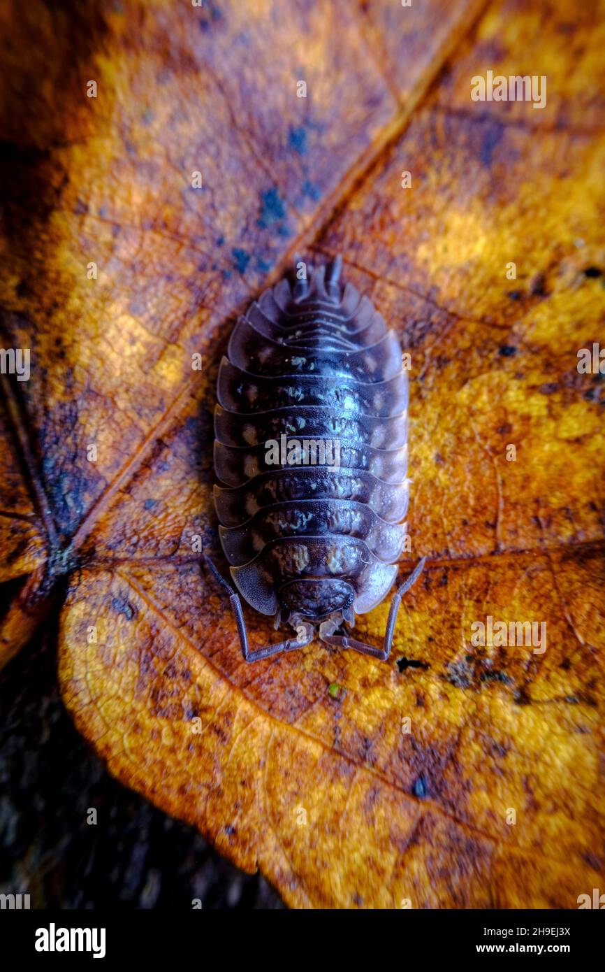 Purple Roly Poly pill bug also known as a woodlouse in natural habitat ...