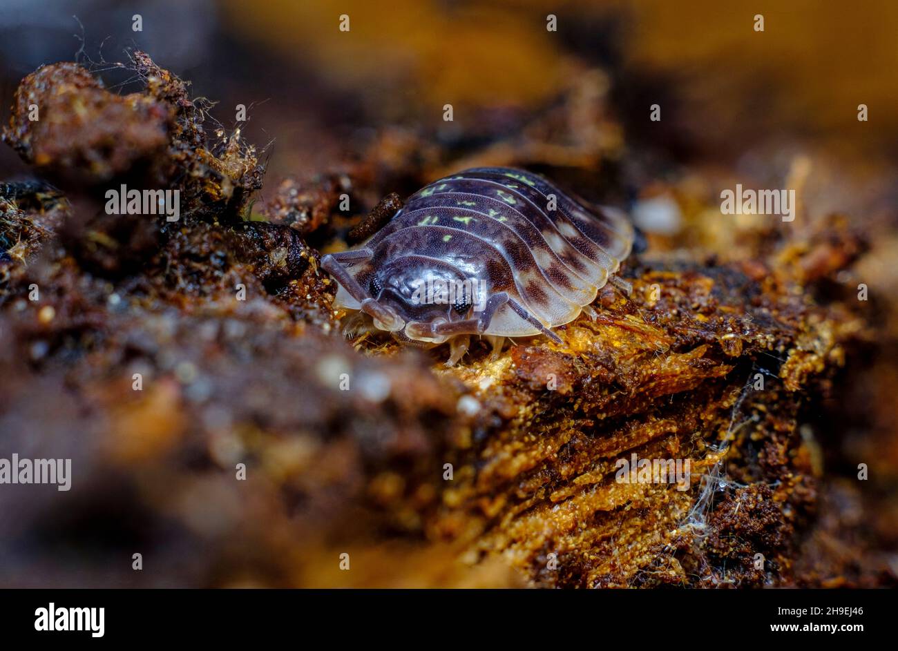 Purple Roly Poly pill bug also known as a woodlouse in natural habitat ...