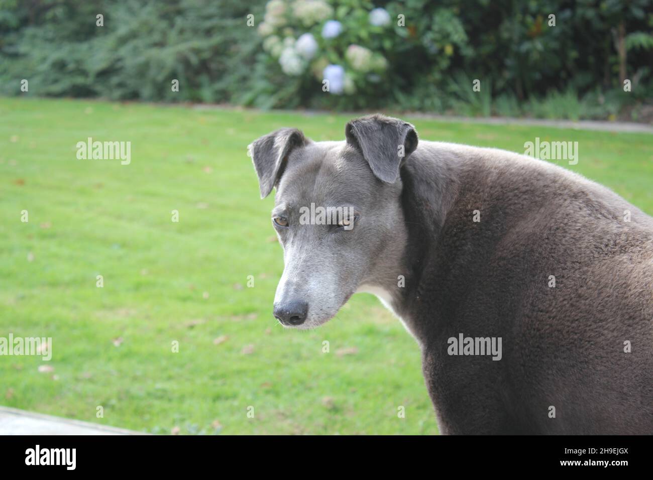 Lurcher dog grey hi-res stock photography and images - Alamy