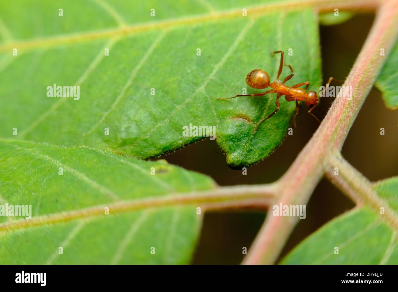 Macro closeup of common red ant crawling on leaf Stock Photo - Alamy