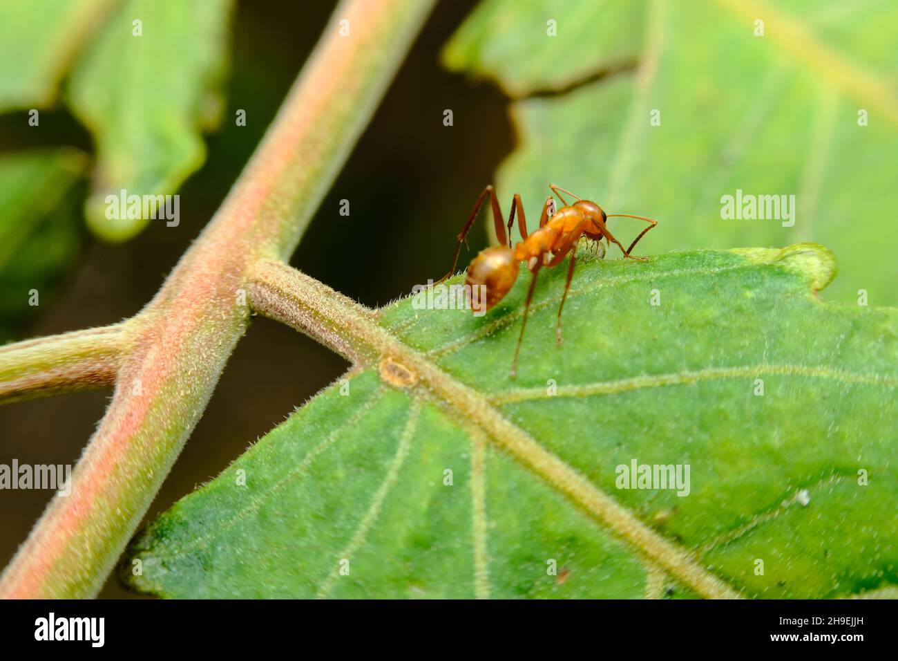 Common red ant hi-res stock photography and images - Alamy