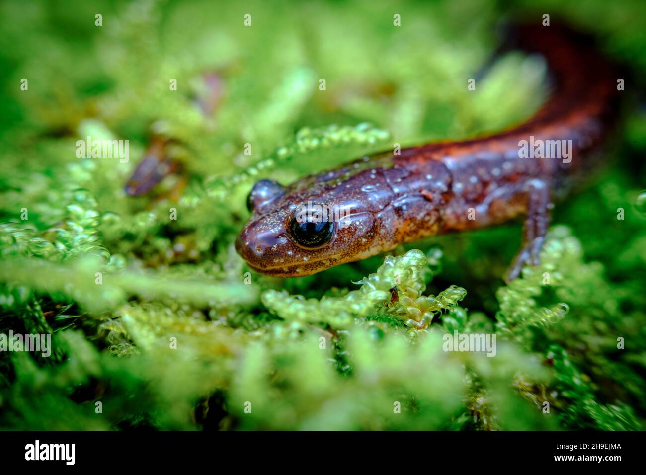 Lead backed salamander hi-res stock photography and images - Alamy