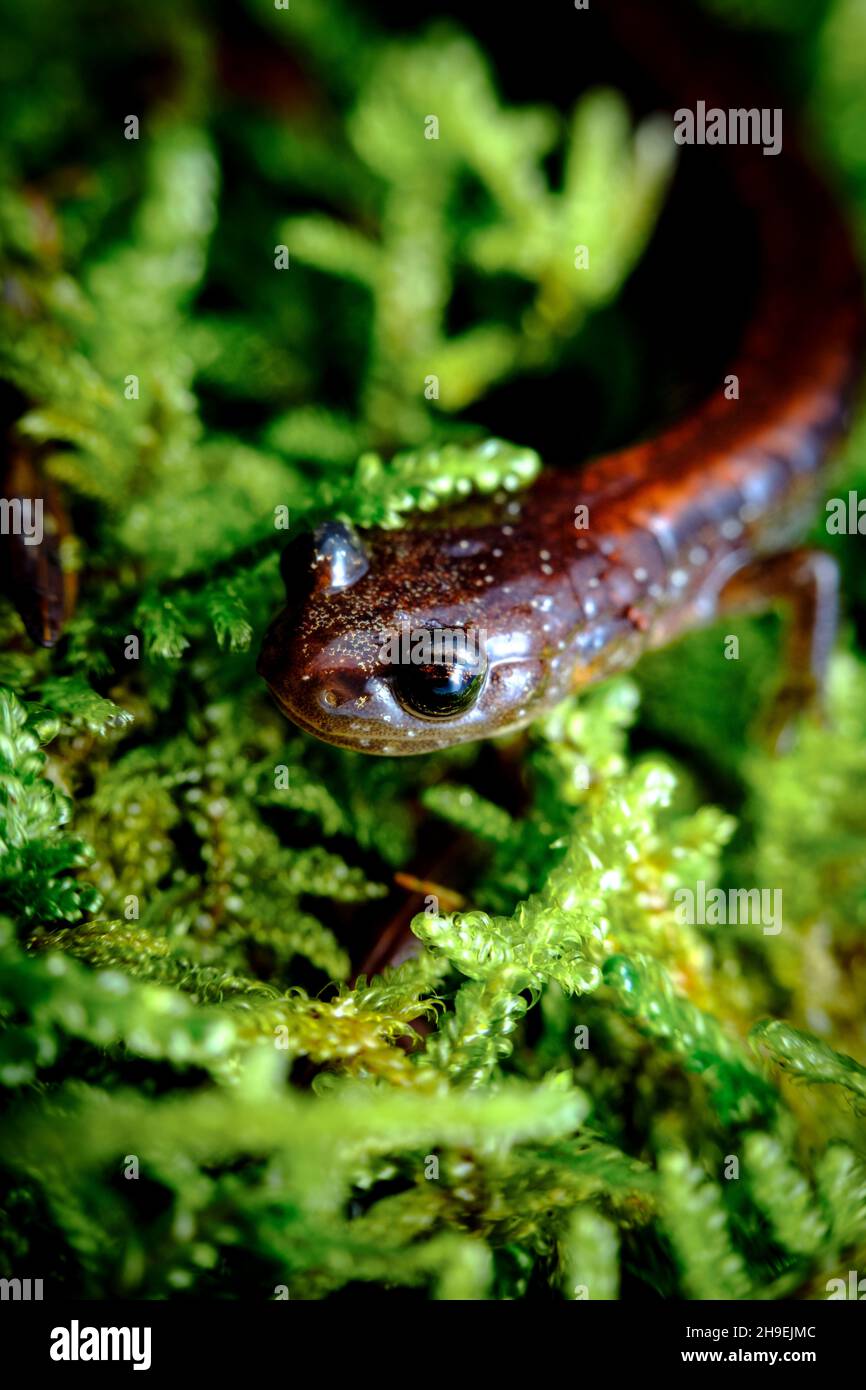 Lead backed salamander hi-res stock photography and images - Alamy