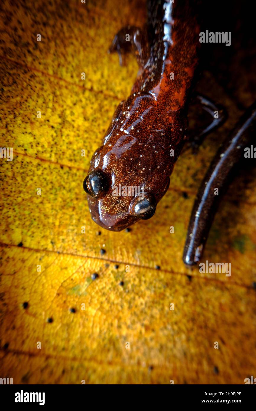 Lead backed salamander hi-res stock photography and images - Alamy