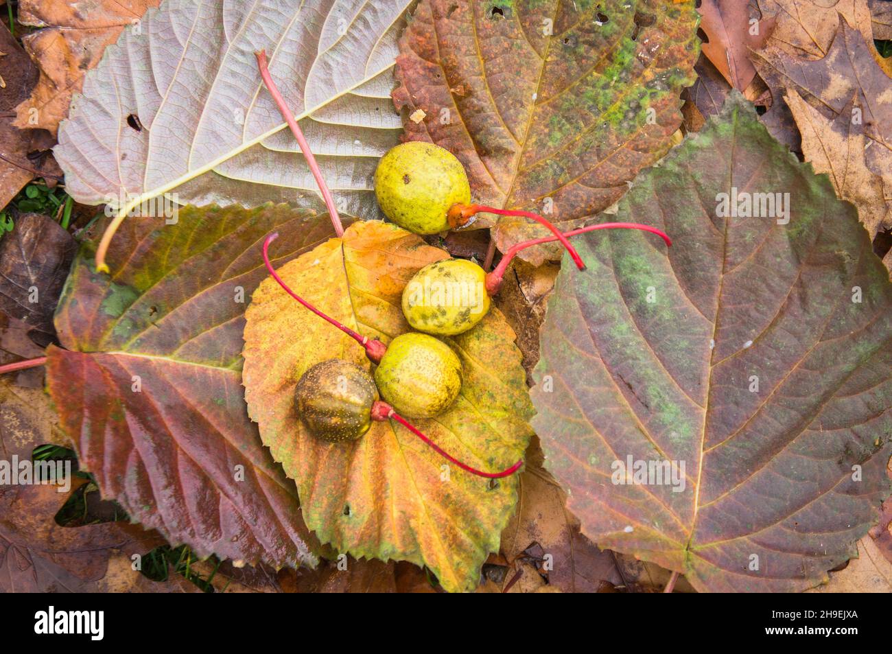 Davidia involucrata, dove tree, pocket handkerchief tree, ghost tree ...