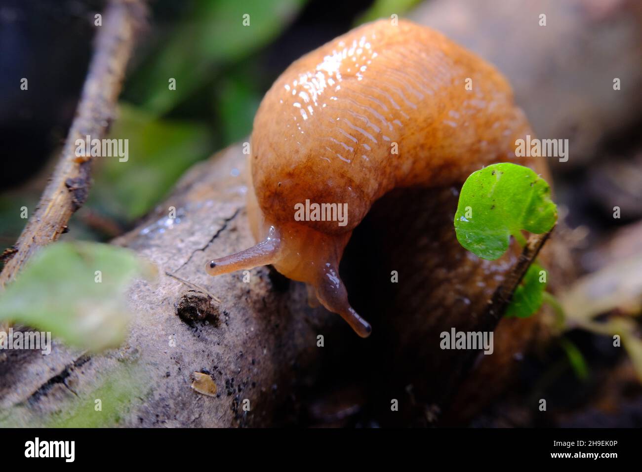 Common garden slug slithers along natural forest floor habitat Stock ...