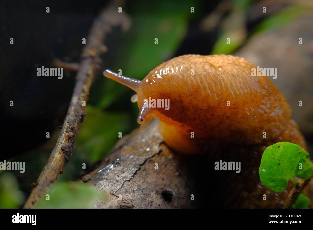 Common garden slug slithers along natural forest floor habitat Stock ...