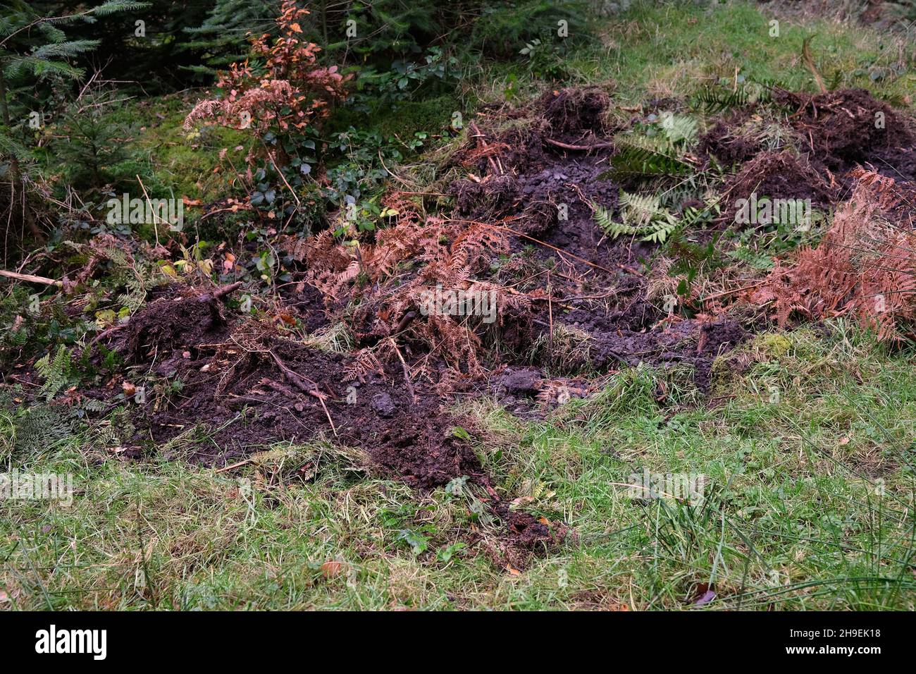 November 2021 - Evidence of wild boar foraging in the Forest of Dean ...