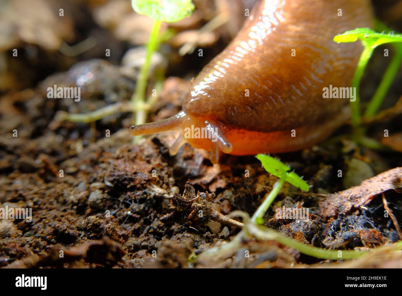 Common garden slug slithers along natural forest floor habitat Stock ...