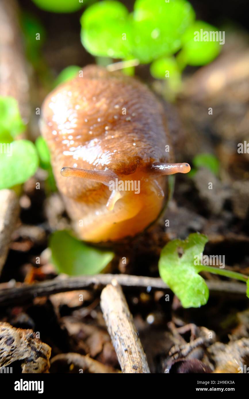 Common garden slug slithers along natural forest floor habitat Stock ...