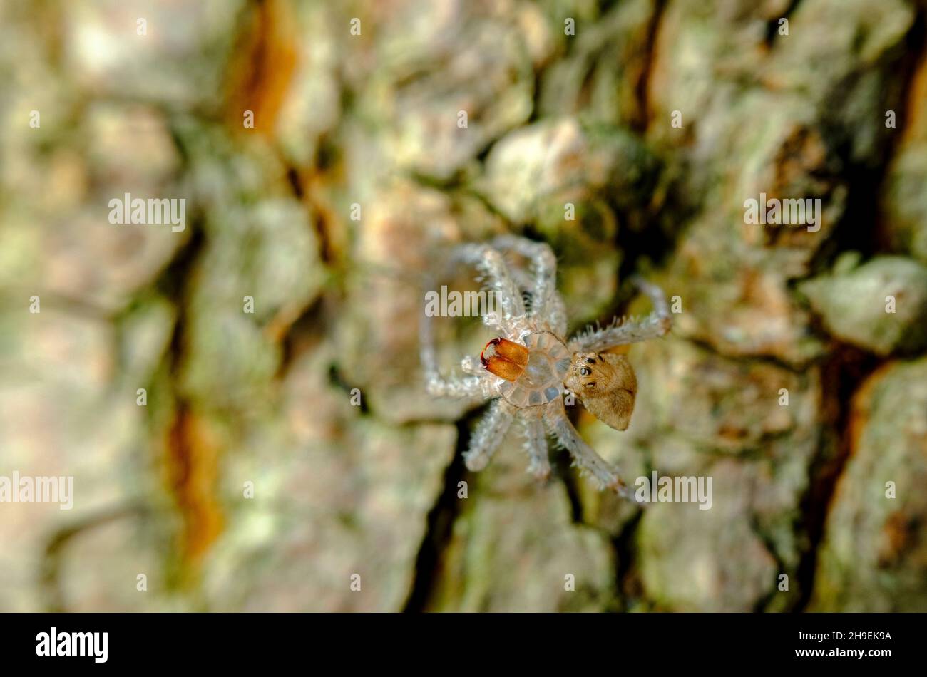 Macro wolf spider leftover exoskeleton after moulting Stock Photo - Alamy