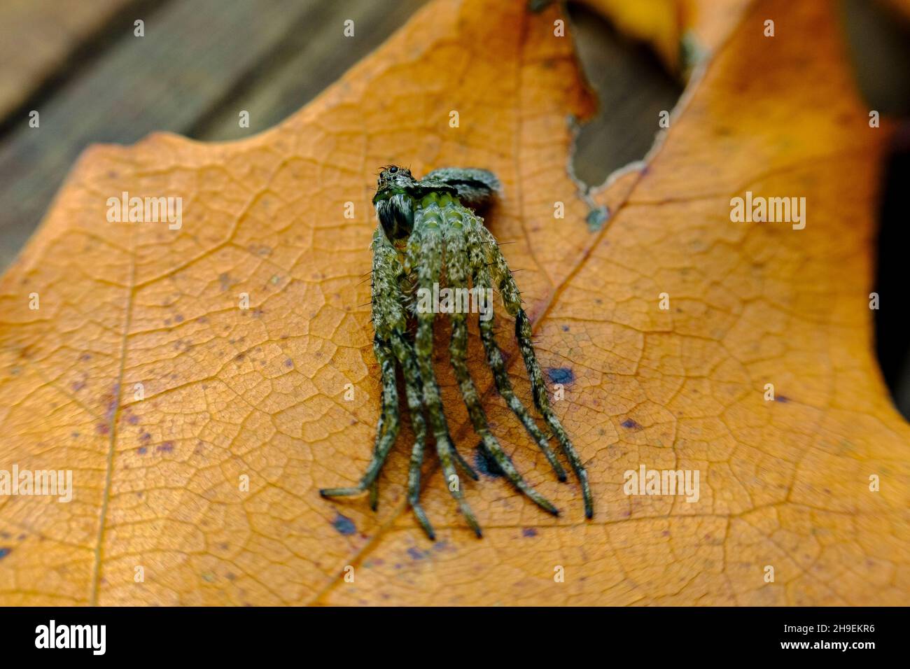 Macro wolf spider resting legs after fresh moult Stock Photo - Alamy