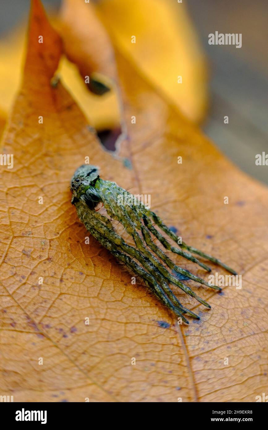 Macro wolf spider resting legs after fresh moult Stock Photo - Alamy